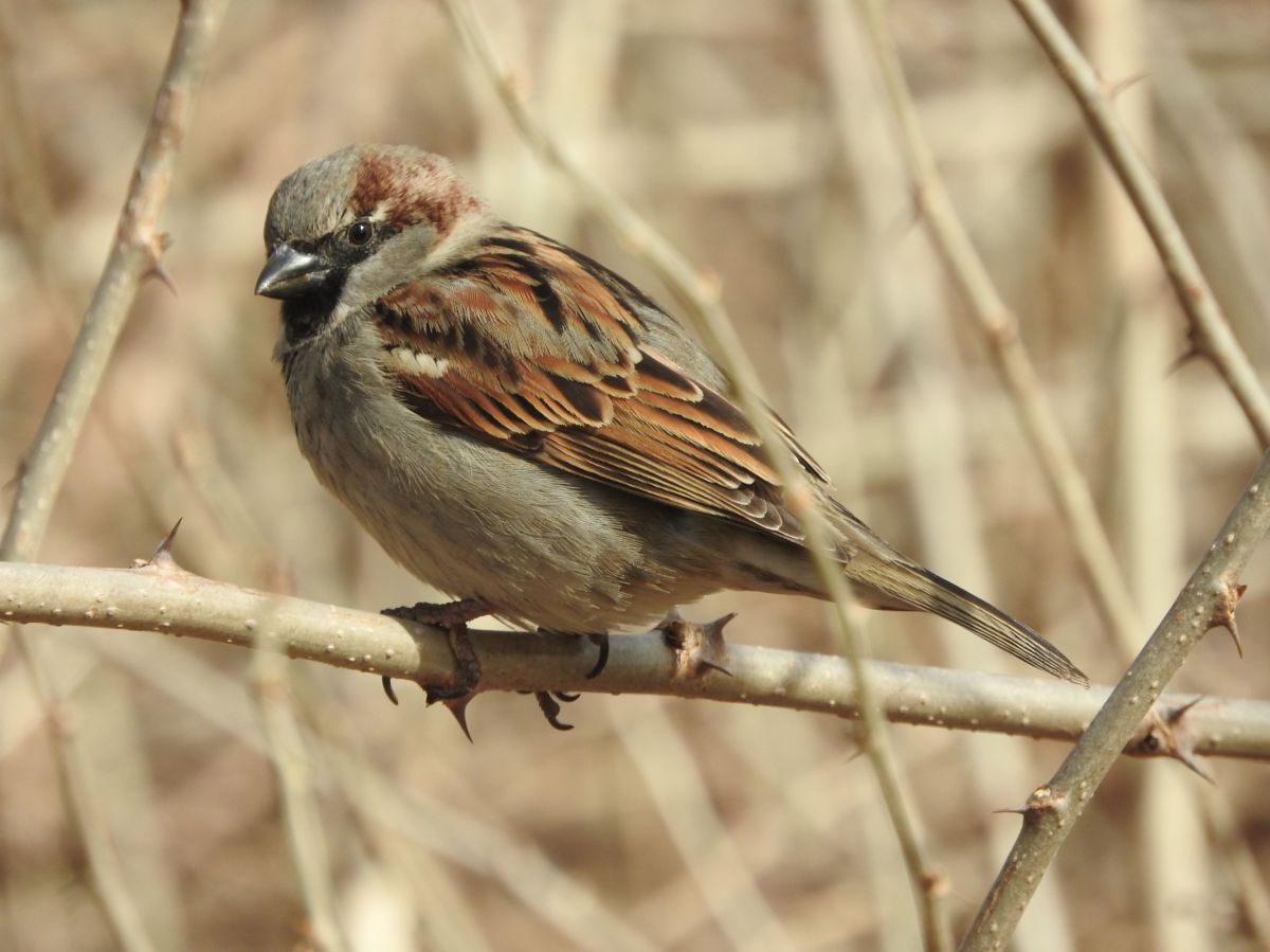 Birding Niagara Falls State Park – Sheepie Niagara
